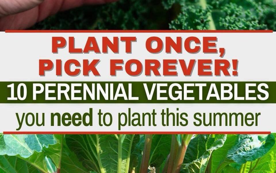 Plant Once, Pick Forever! 10 Perennial Vegetables You NEED to Plant ...